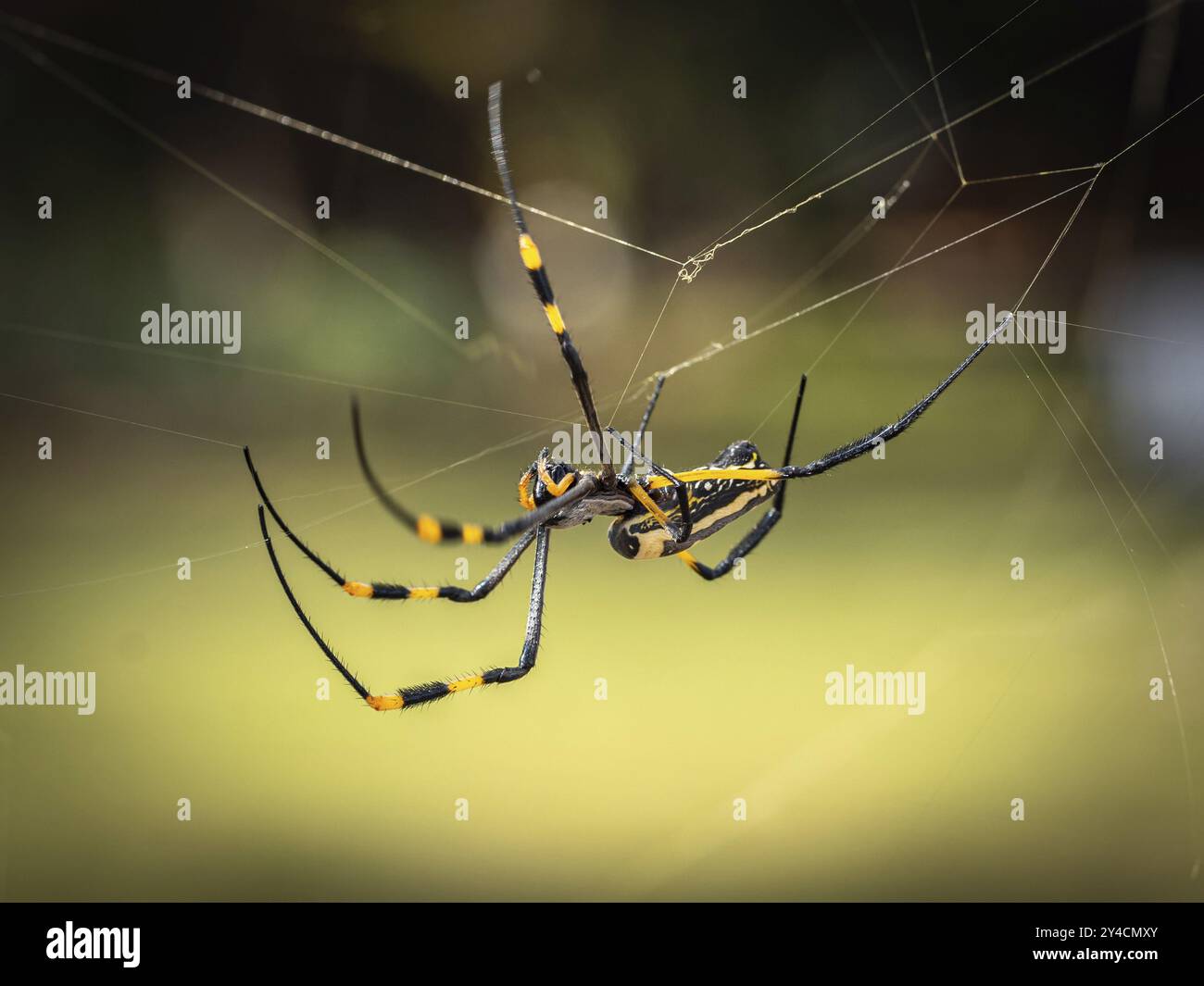 Golden Orb Spider (Nephila Pilipes) crawling in web, Balule Plains ...