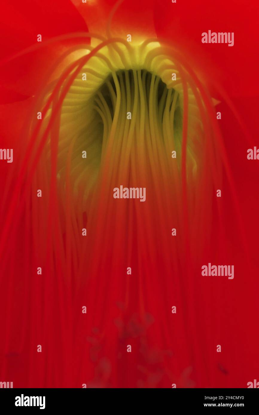 Flower base and stamens of an Easter cactus, Hatiora Stock Photo - Alamy