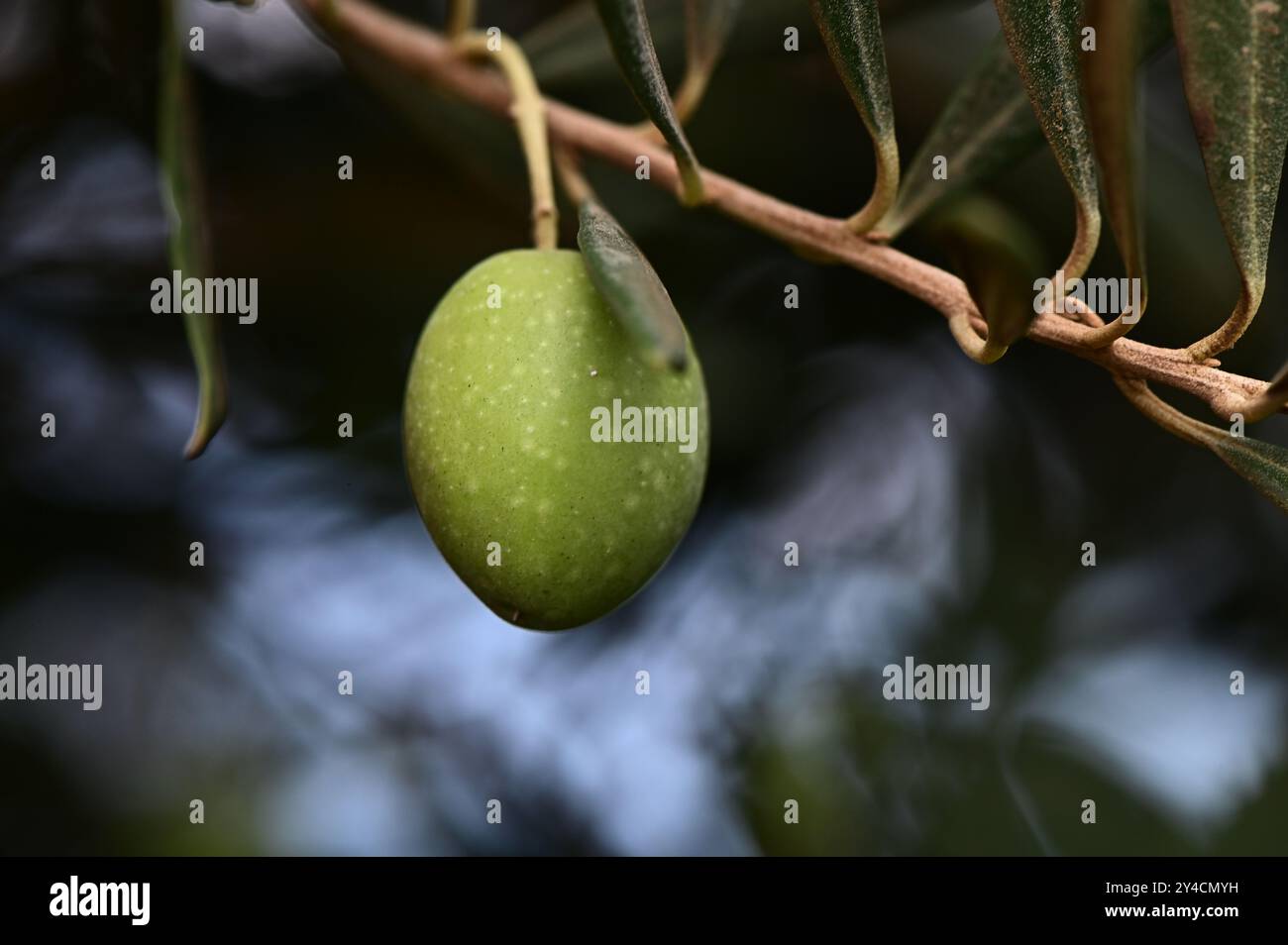 A close-up photo of ripe green olives hanging from a branch of an olive tree Stock Photo - Alamy