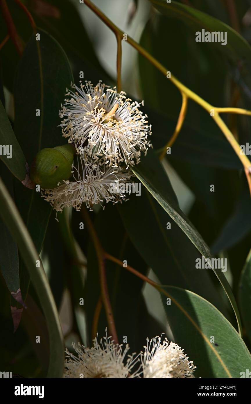 A Gum blossom drooping from its branch Stock Photo - Alamy