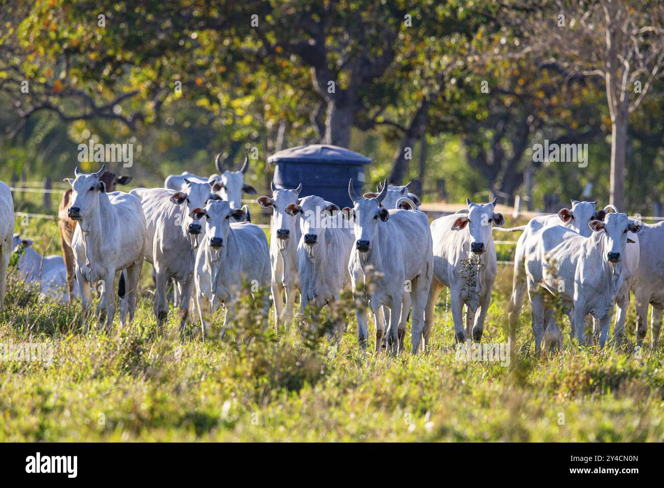Nelore Cattle Pantanal Brazil Stock Photo - Alamy