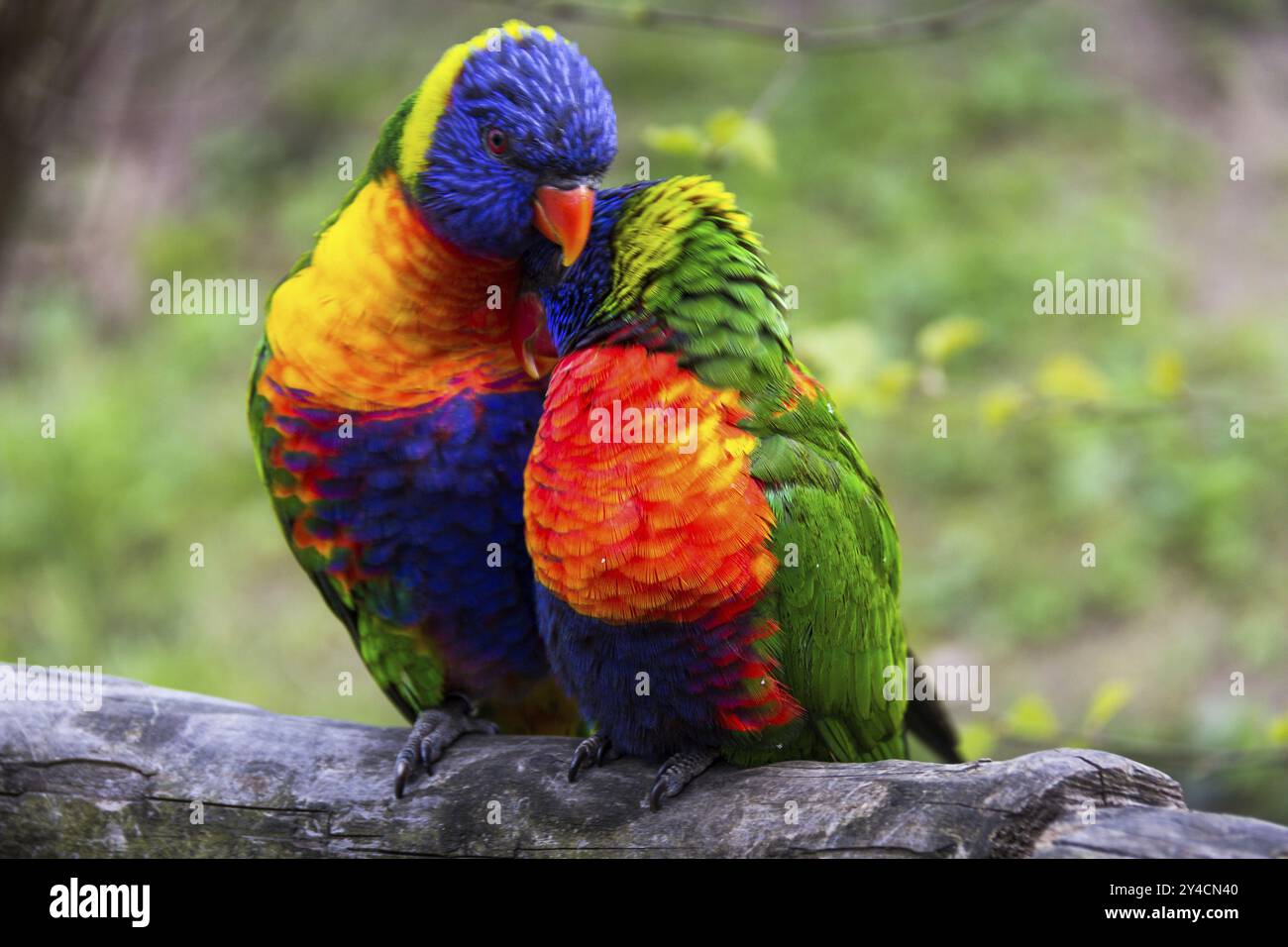 Loris hi-res stock photography and images - Alamy