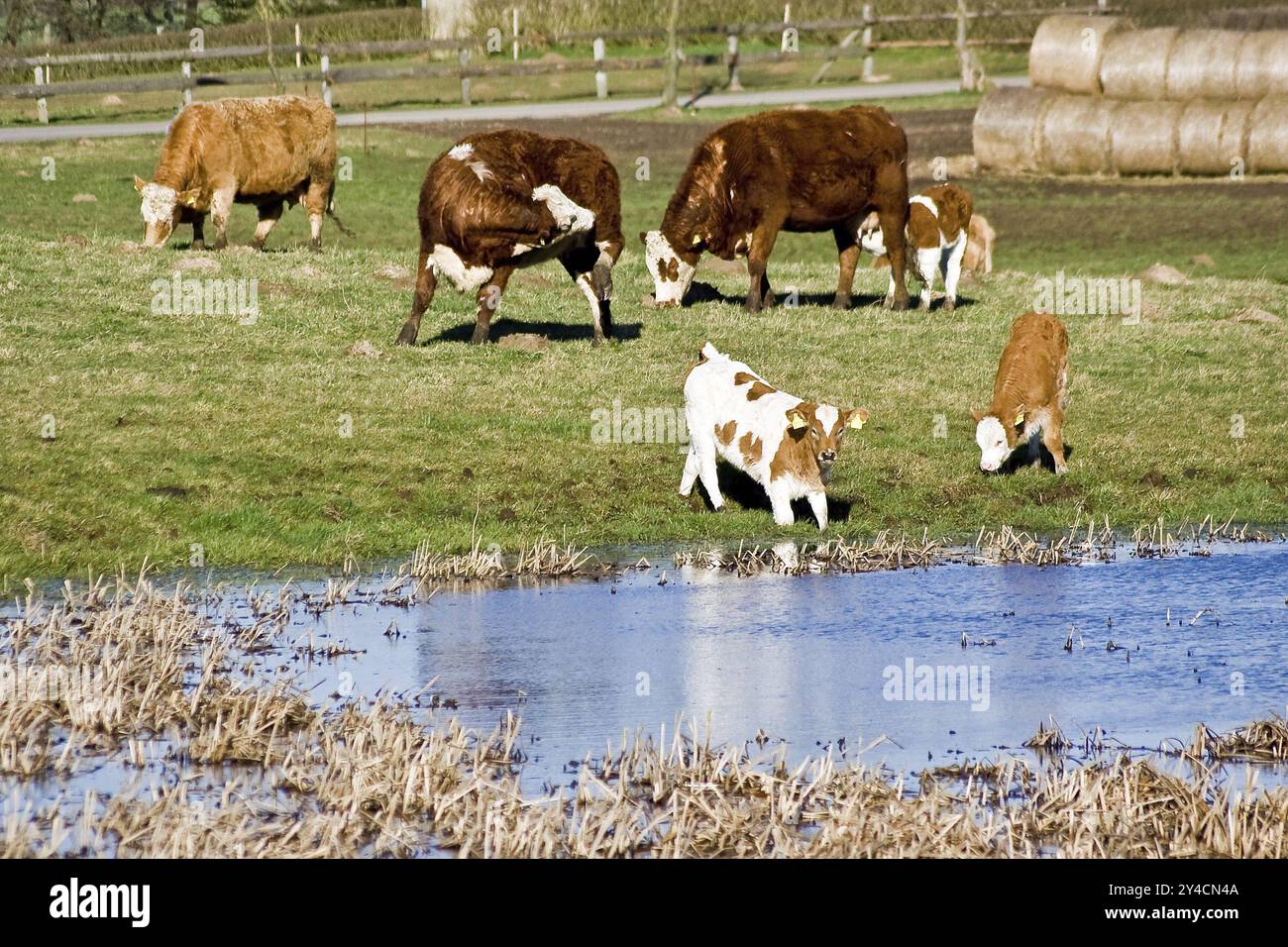 Paddock cattle hi-res stock photography and images - Alamy