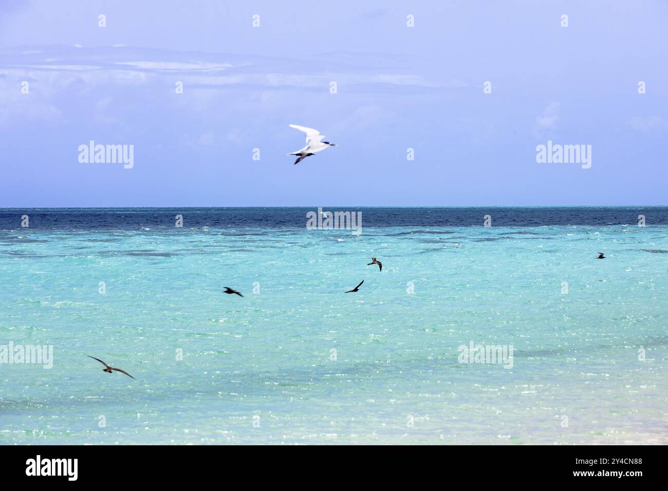 Great Barrier Reef, Michaelmas Cay National Park, 40 km north-east of ...