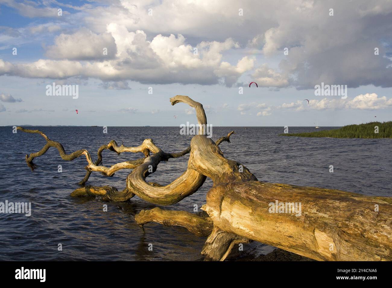 Tree in the sea Stock Photo - Alamy