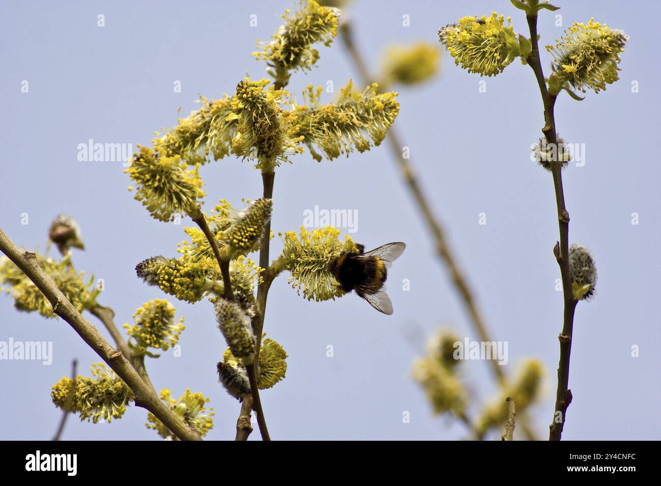 Pollen collectors hi-res stock photography and images - Alamy