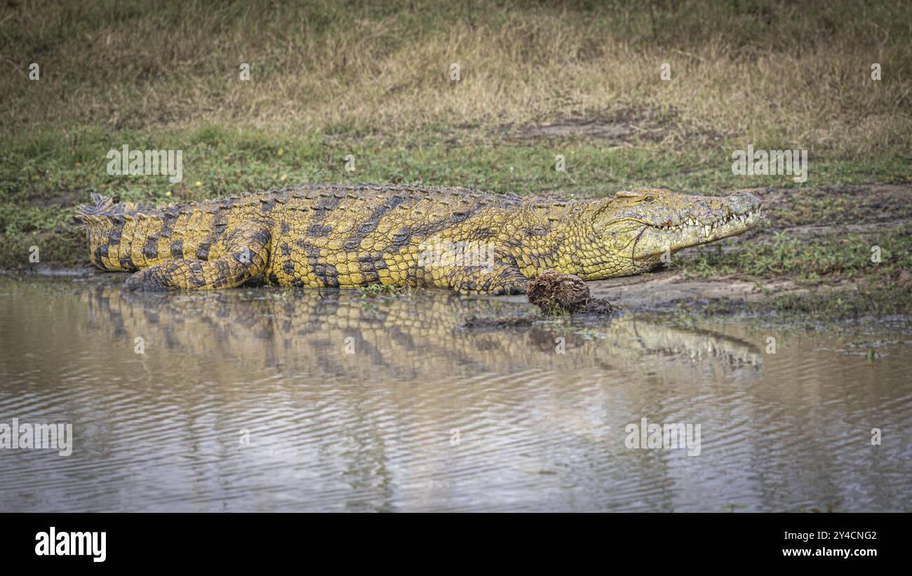 Crocodile (Crocodylia) lying on the shore, Manyeleti Game Reserve South ...