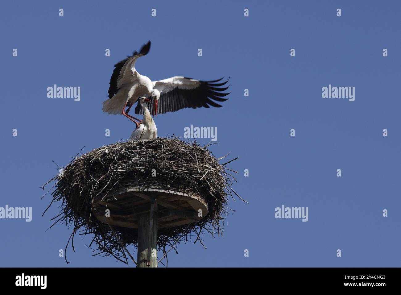 White stork pair in mating prelude Stock Photo - Alamy