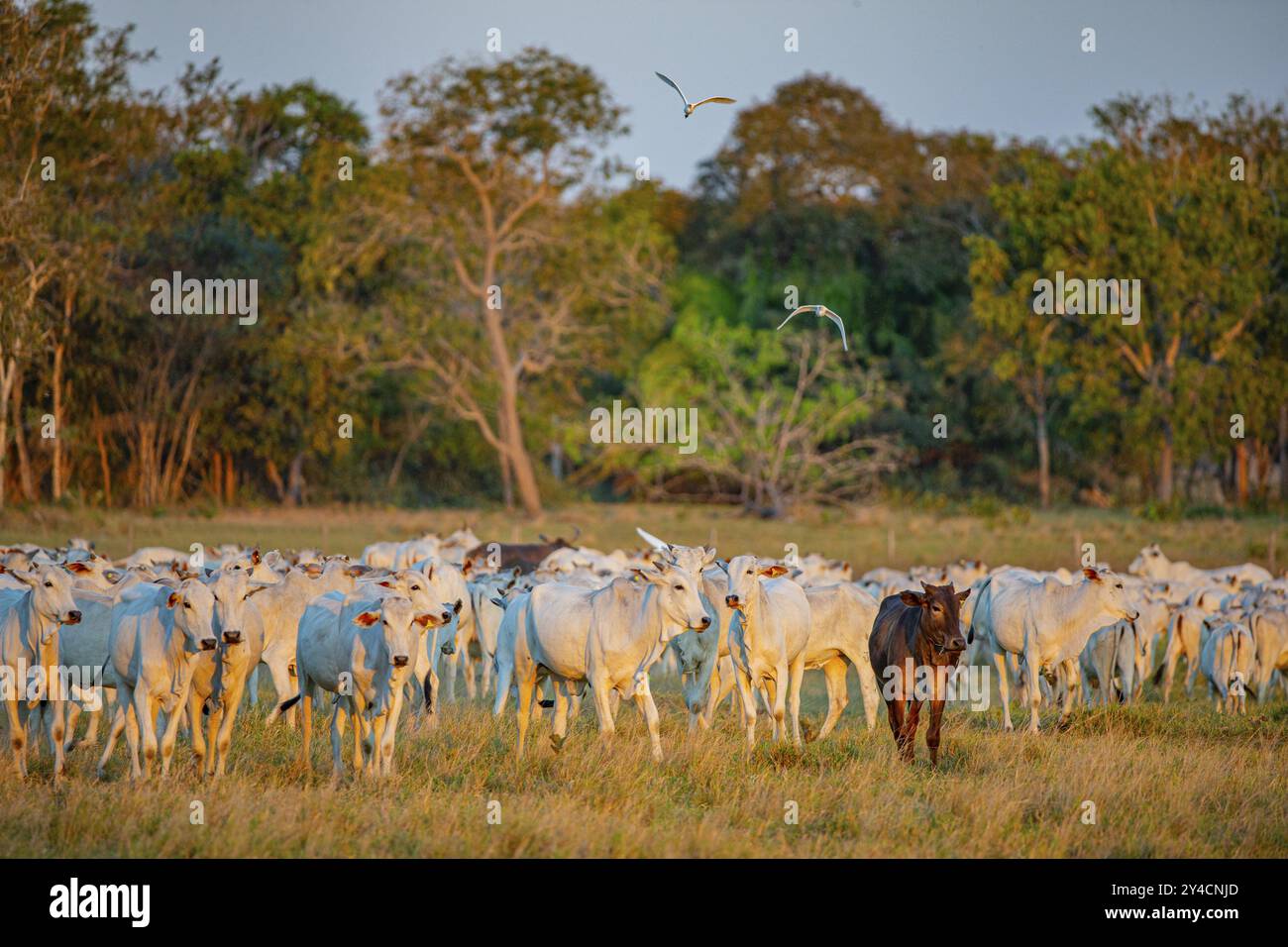 Nelore Cattle Pantanal Brazil Stock Photo - Alamy