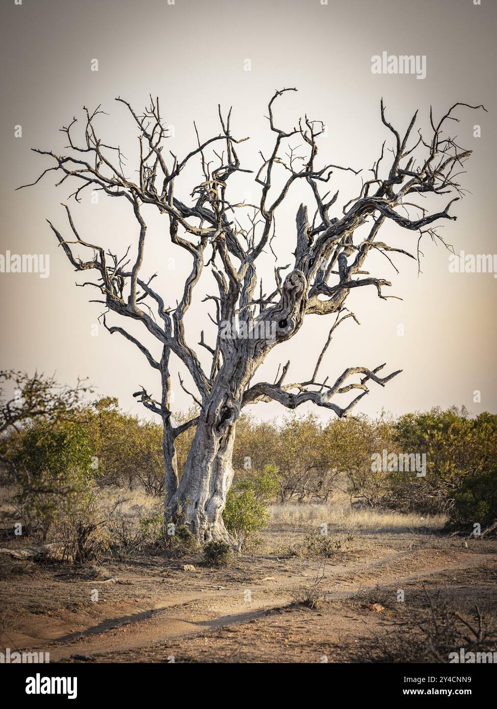 Dead tree in African savannah, Balule Plains, South Africa, Africa ...