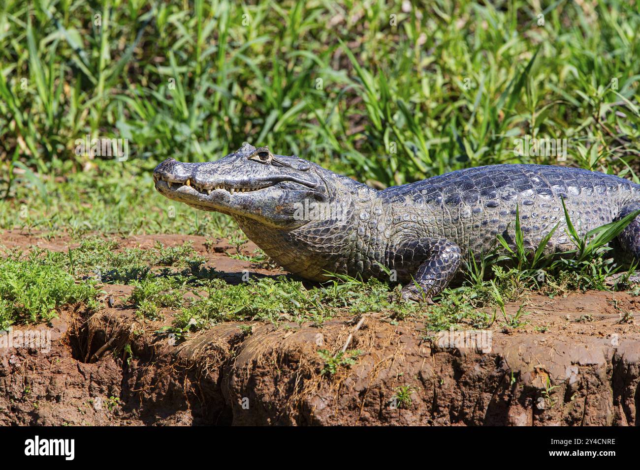 Spectacled caiman (Caiman crocodilius) Panatanal Brazil Stock Photo - Alamy