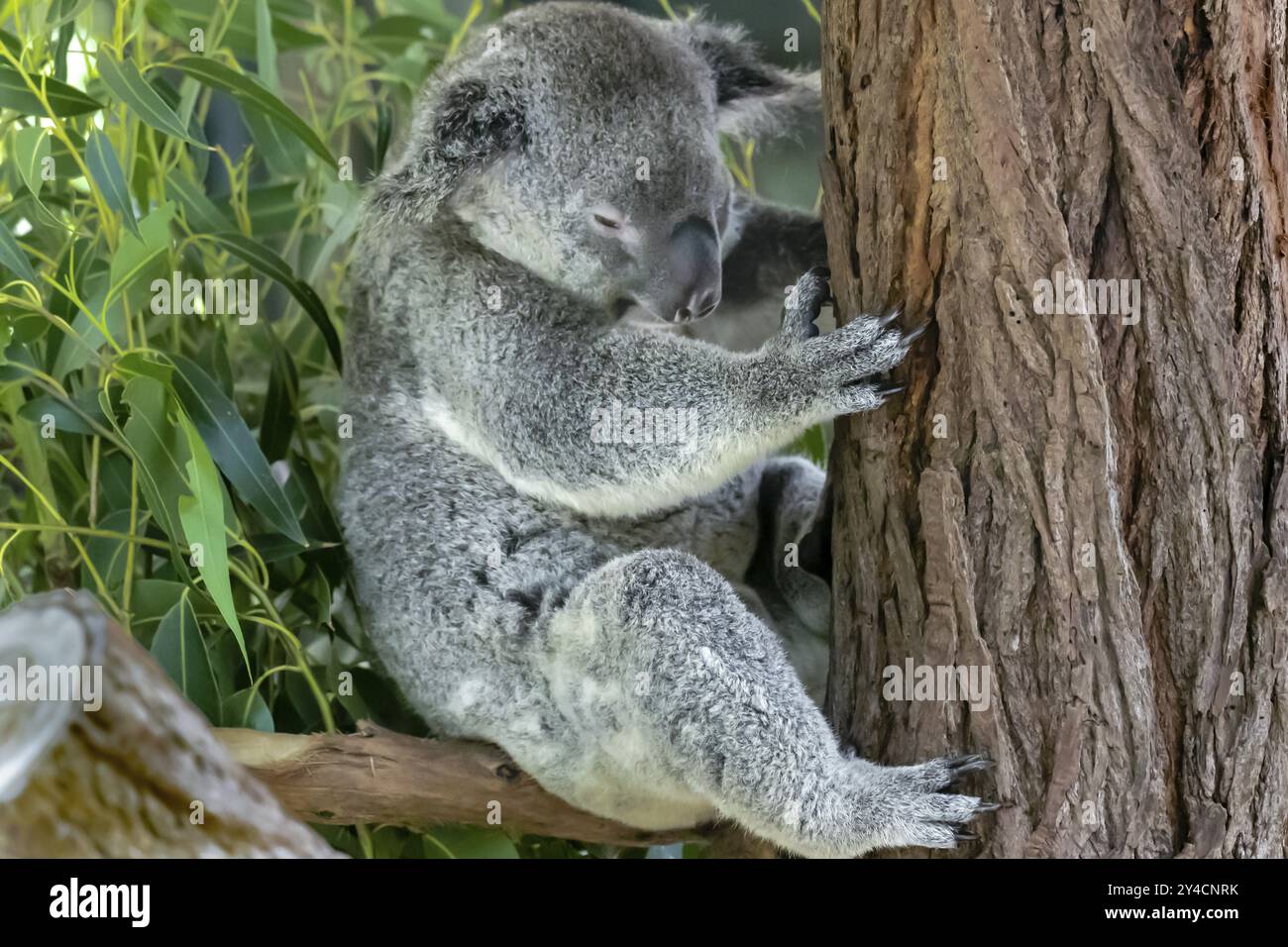 Australian koala bear in a eucalyptus tree in Queensland Stock Photo ...