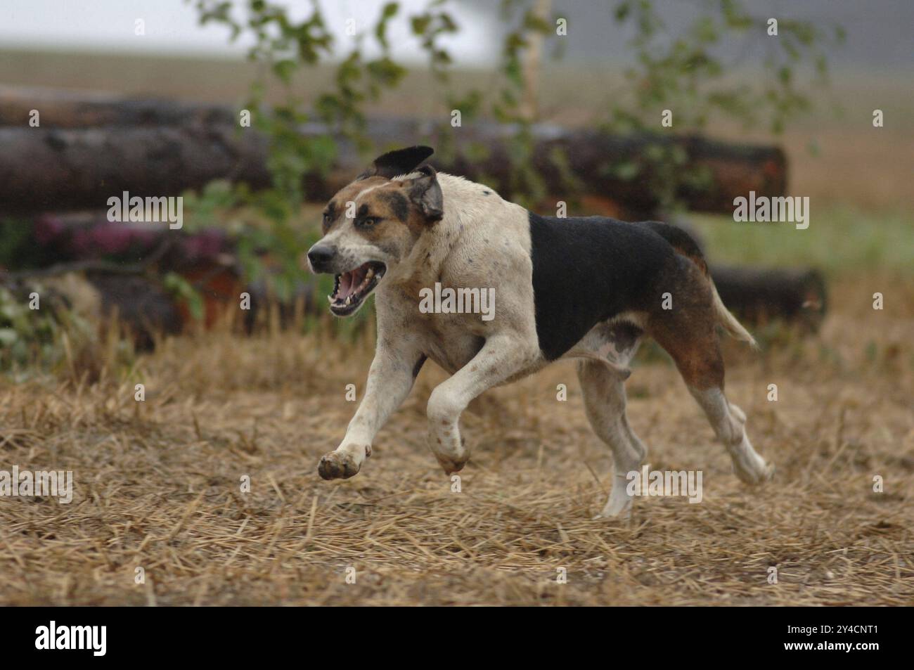 Hound packs hi-res stock photography and images - Alamy