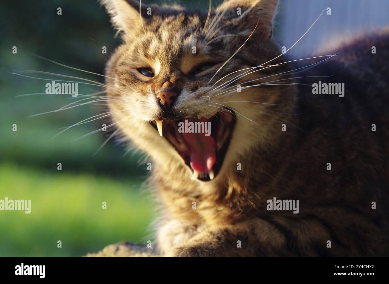 Cats mouth wide open hi-res stock photography and images - Alamy