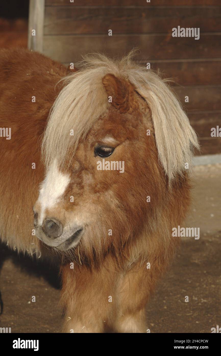 Shetland pony, side view head Stock Photo - Alamy