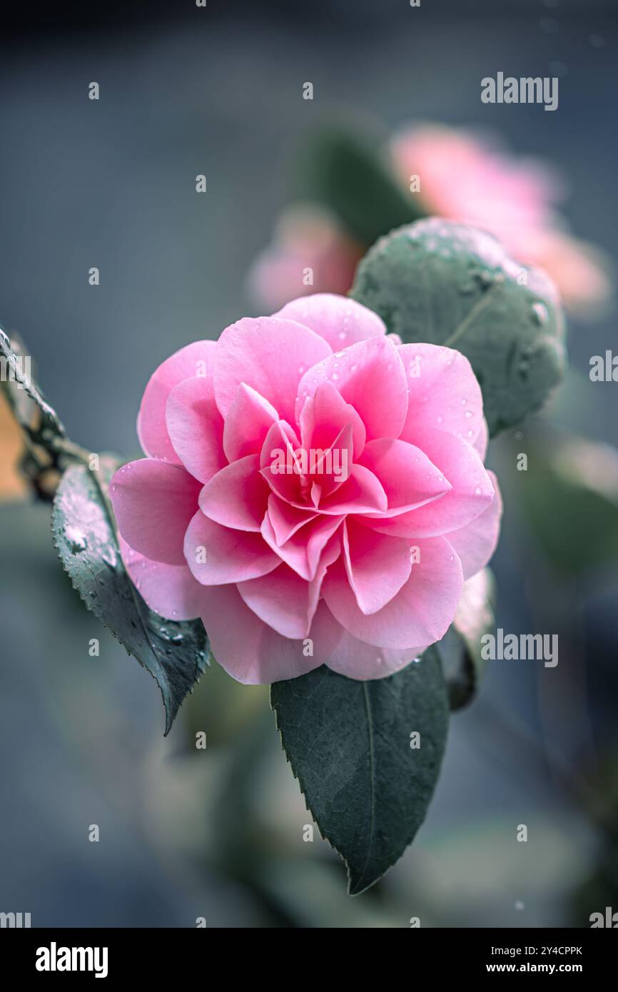 A Camelia bloom in the backyard Stock Photo - Alamy