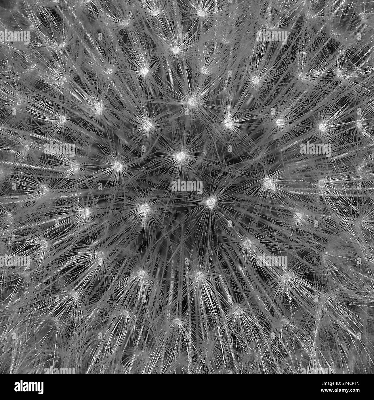 Top view of a faded dandelion flower with its parasols Stock Photo - Alamy