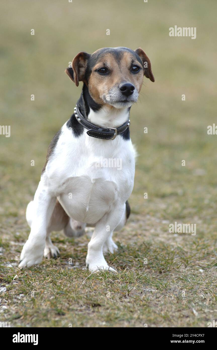 Jack Russell Terrier, sitting Stock Photo - Alamy