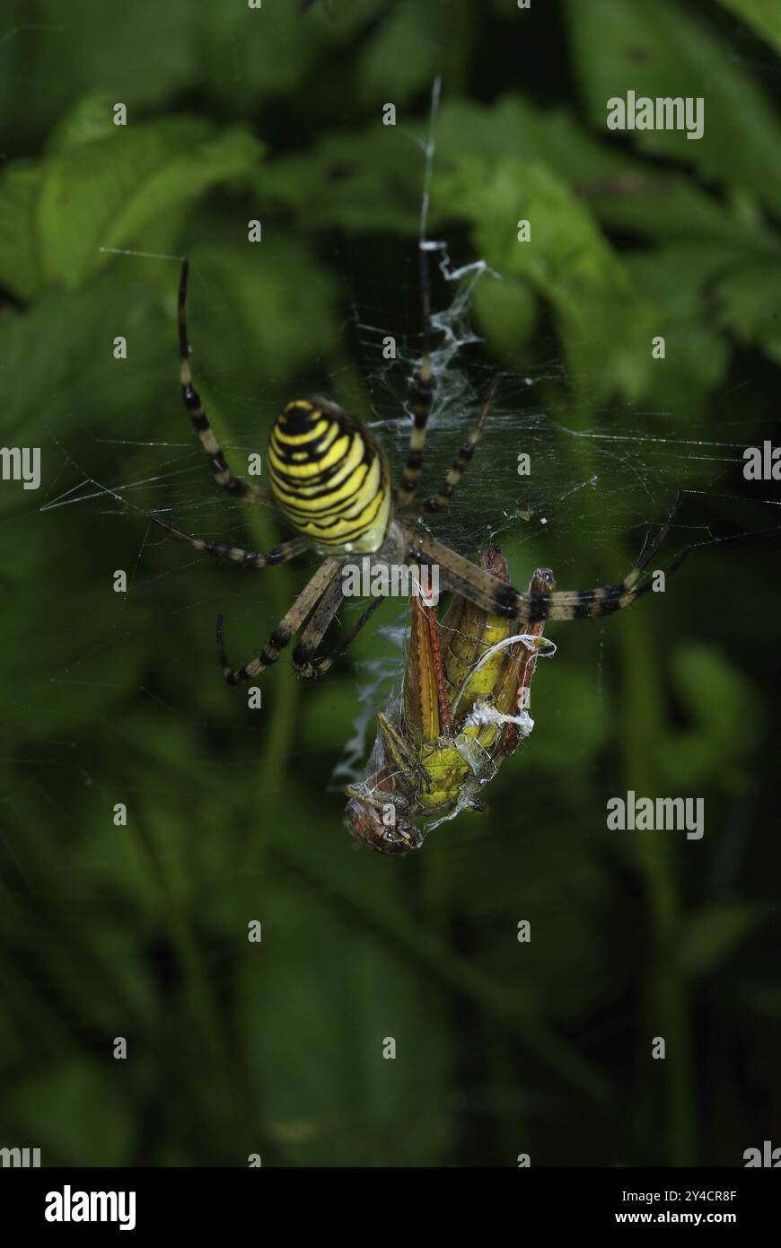 Wasp spider with spun-in grasshopper as prey Stock Photo - Alamy