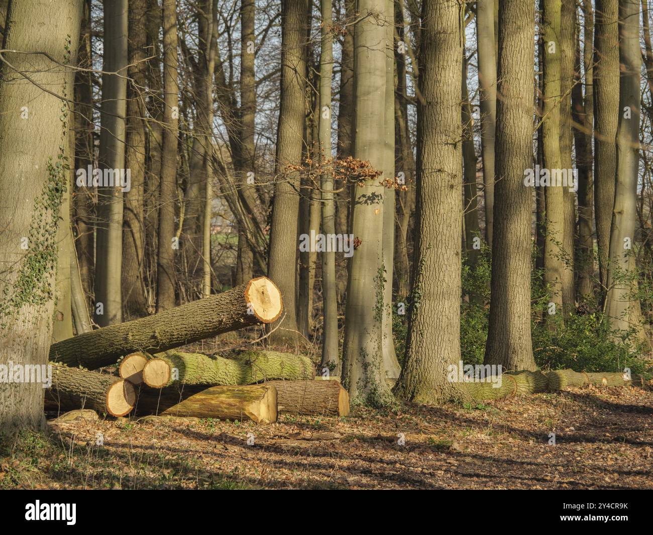 Felled tree trunks lying on the forest floor between tall tree trunks ...