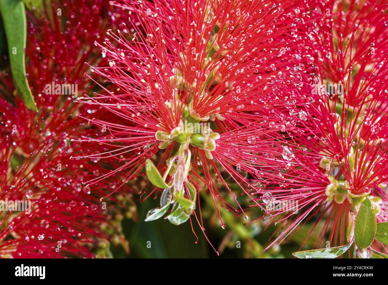 Bottlebrush, Callistemon rugulosus, Madeira, Funchal, Australia ...