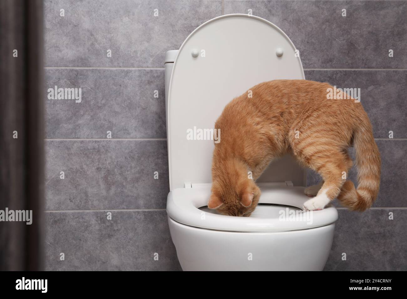 Cute cat on toilet bowl in bathroom Stock Photo - Alamy
