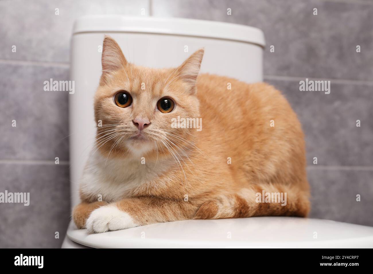 Cute cat lying on toilet bowl in bathroom Stock Photo - Alamy