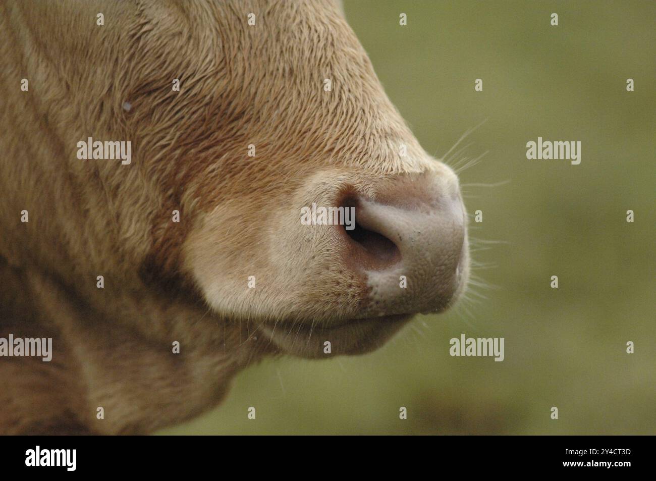 Mouth of a cow hi-res stock photography and images - Alamy