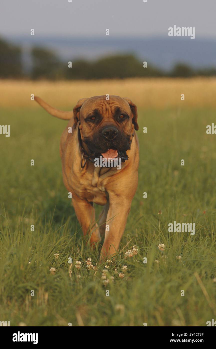 Boerboel, male dog, fighting dog, Boer dog, also called Stock Photo - Alamy