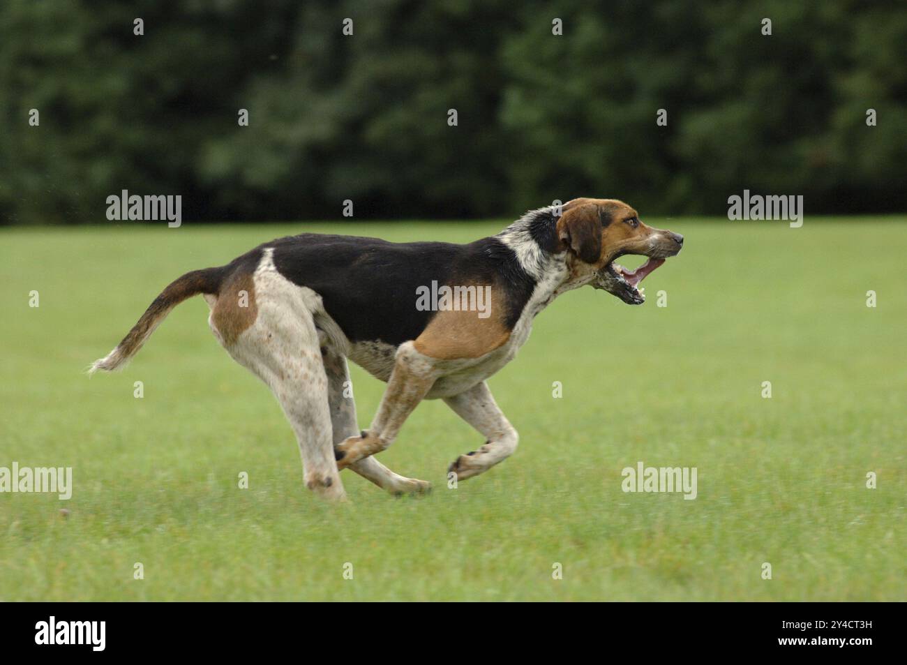 Pack hound hi-res stock photography and images - Alamy