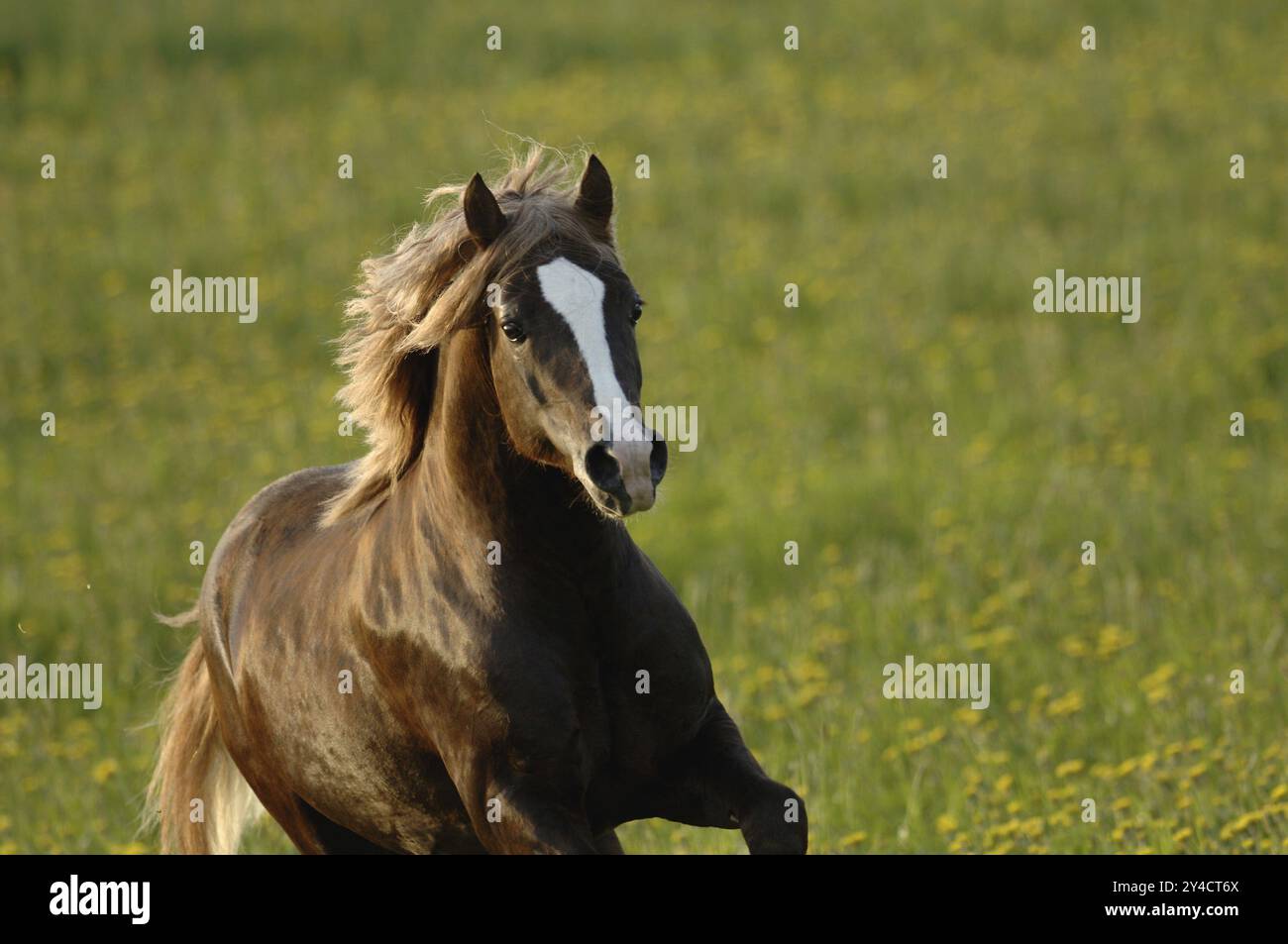 Thoroughbred horse stallion runs hi-res stock photography and images ...