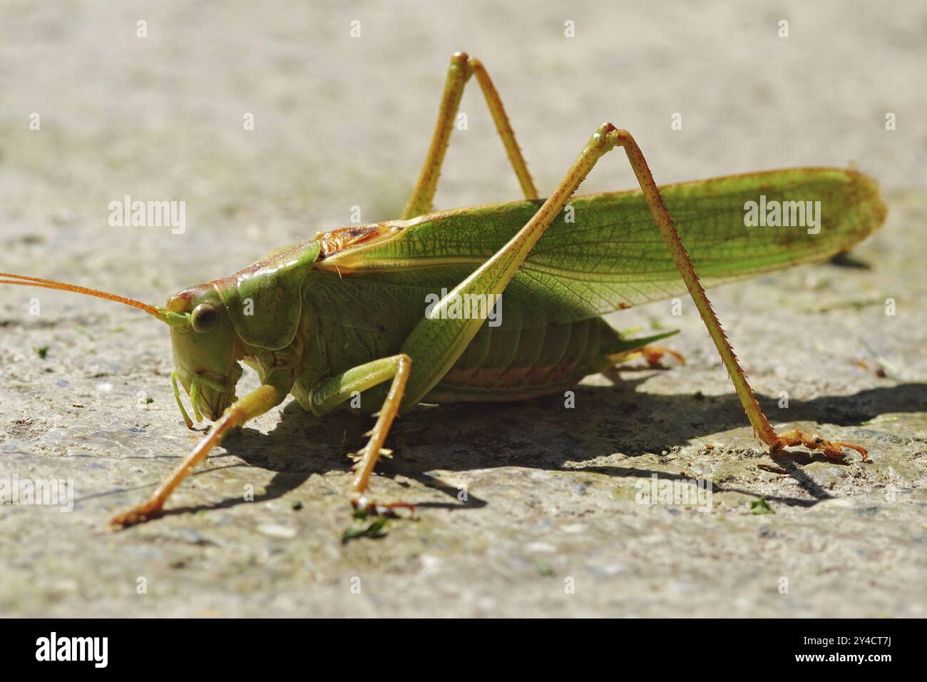 Great green bush cricket Stock Photo - Alamy