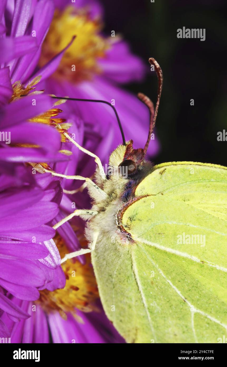 Lemon butterfly drinking nectar on an aster blossom Stock Photo - Alamy
