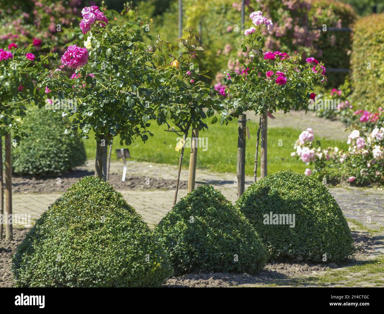 Garden with pink roses and green hedges, well-kept landscape with ...
