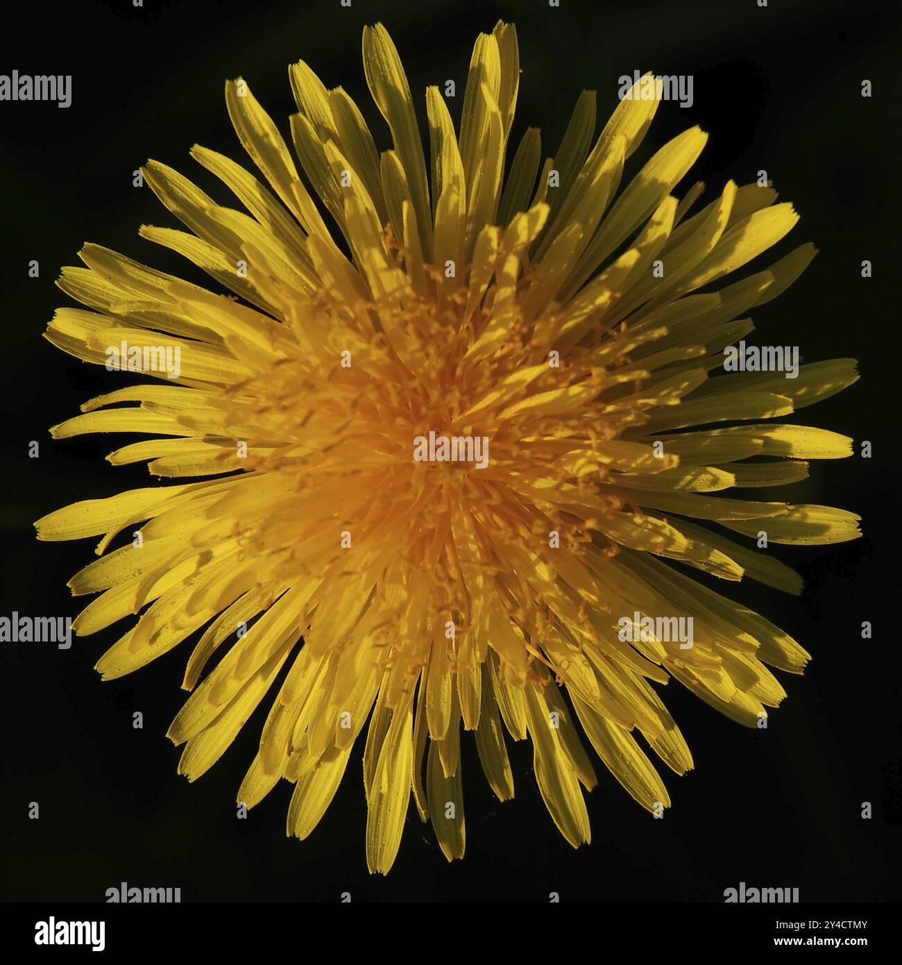 Dandelion top flowers hi-res stock photography and images - Alamy