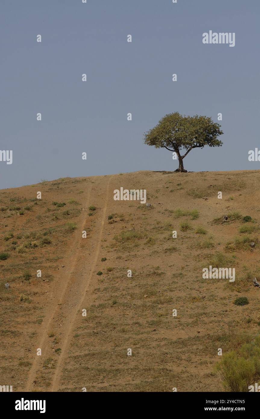 Tree on a dry hill Stock Photo - Alamy