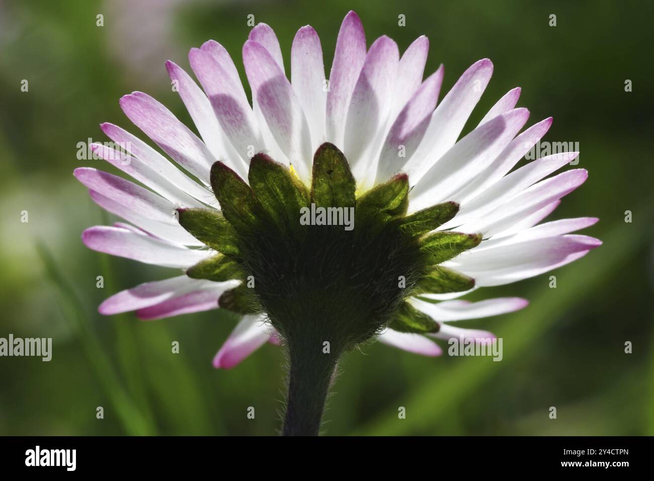 Underside daisy flower hi-res stock photography and images - Alamy