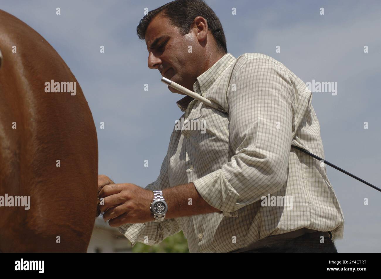 Trainer with vaquero horse tying a tail knot Stock Photo - Alamy