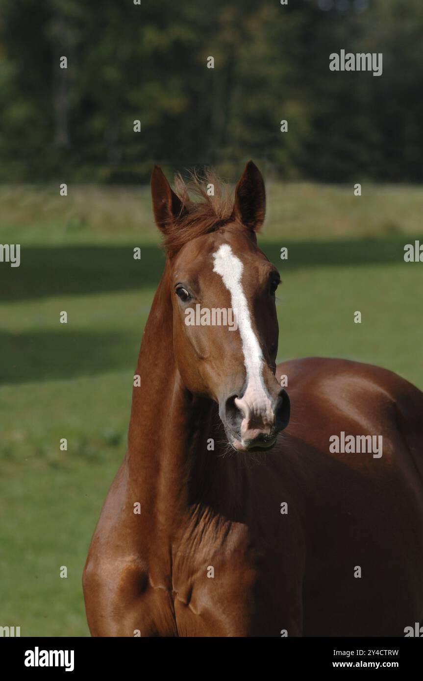 Hanoverians hi-res stock photography and images - Alamy