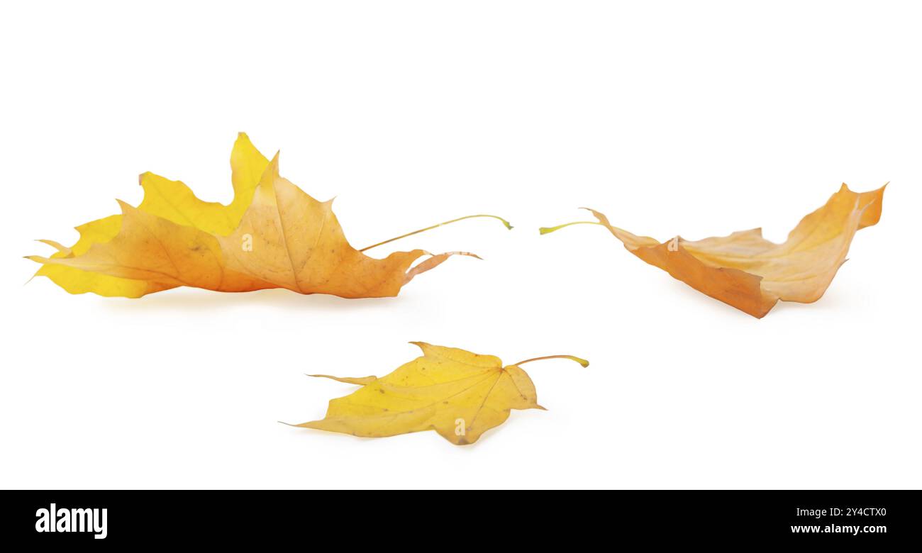 Three maple leaves isolated on a white background Stock Photo - Alamy