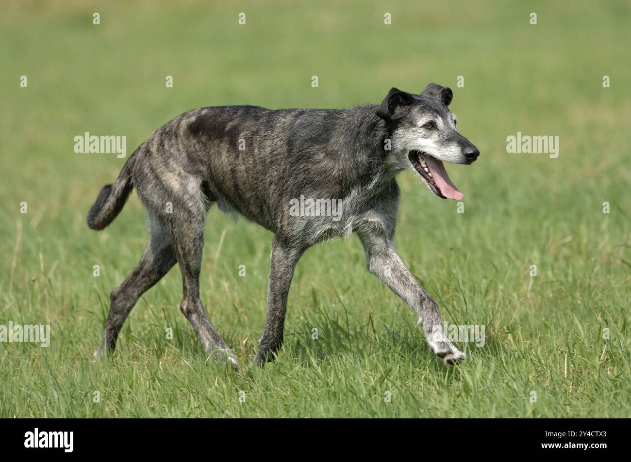 Dogs racing breeds hi-res stock photography and images - Alamy