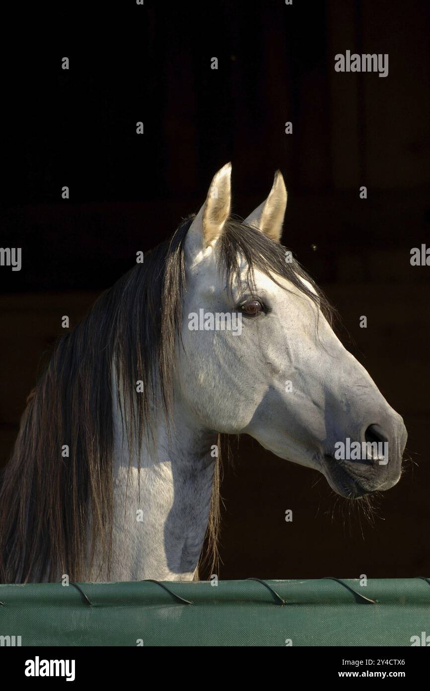 Pure Spanish Horse Stallion Stock Photo - Alamy