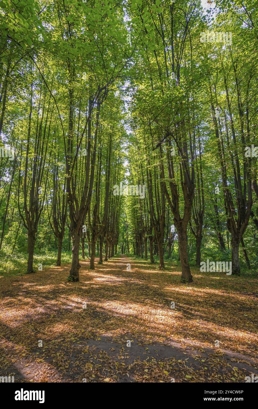 Row of high trees hi-res stock photography and images - Alamy