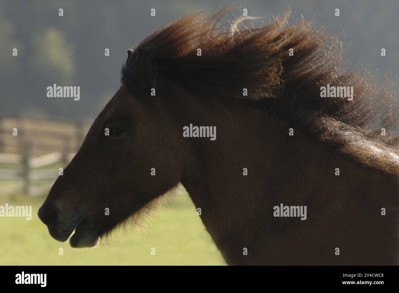 Icelandic horse in motion Stock Photo - Alamy