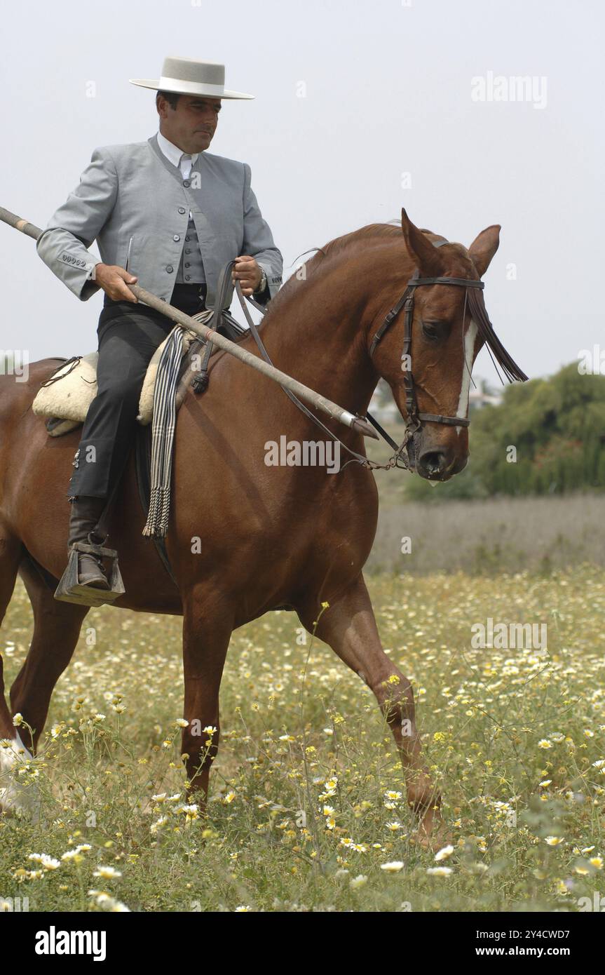 Spanish rider with vaquero horse and garrocha Stock Photo - Alamy