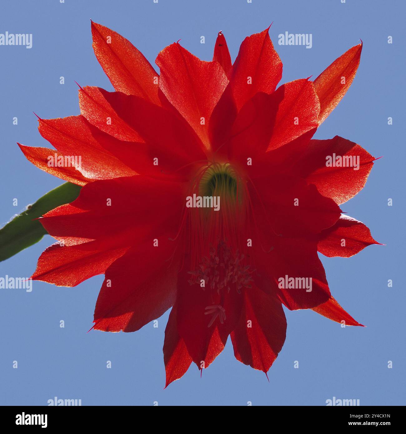Flower of an Easter cactus, Hatiora Stock Photo - Alamy