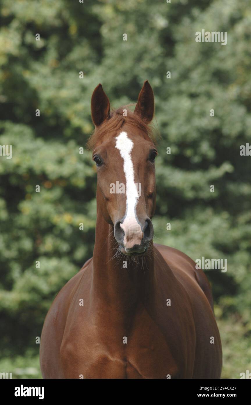 Hanoverians hi-res stock photography and images - Alamy