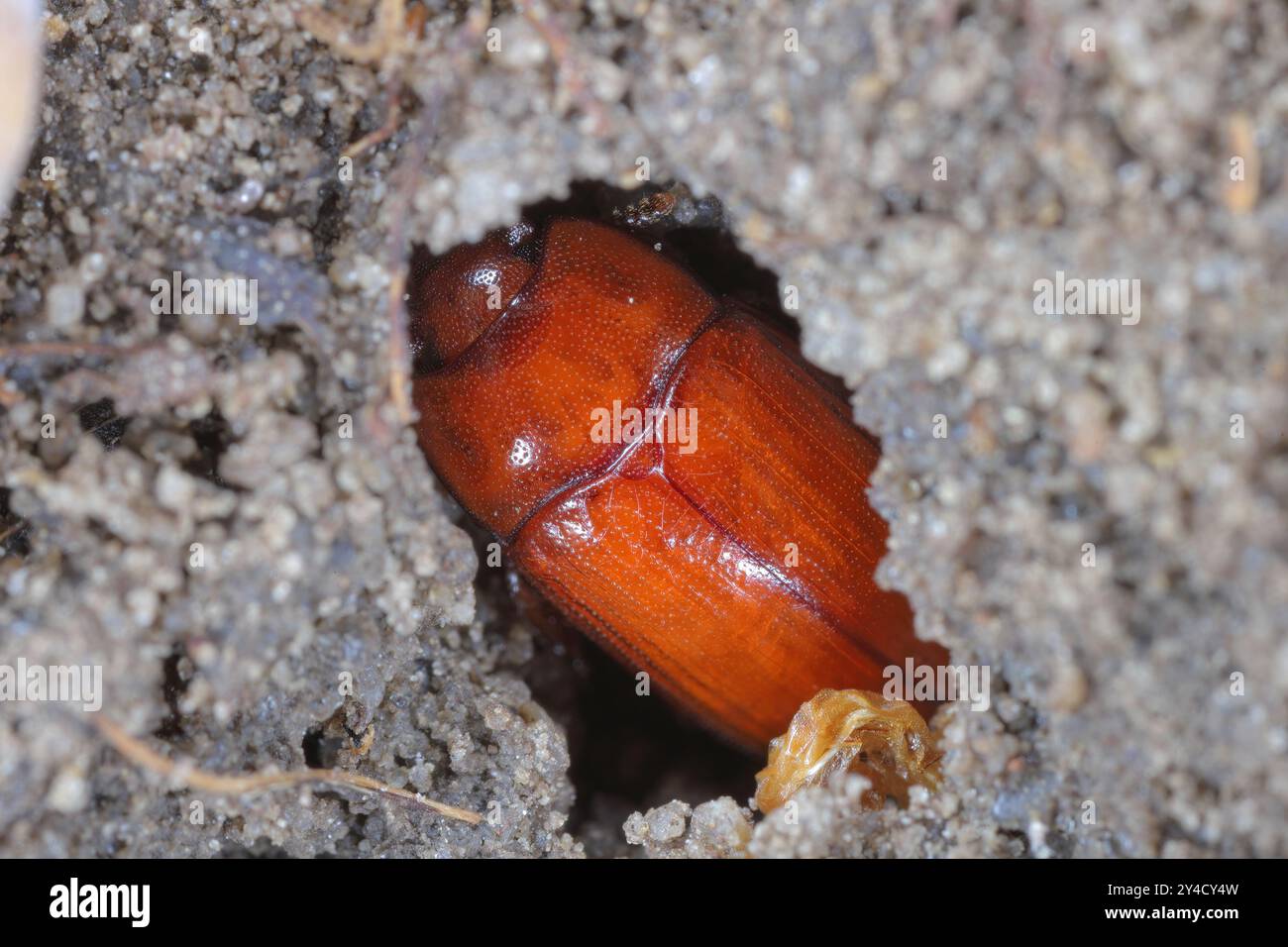 A young, not yet fully colored beetle in a pupal cocoon Stock Photo - Alamy