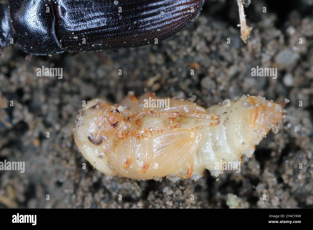 Lesser Mealworm Beetle (Alphitobius diaperinus), developmental stage ...