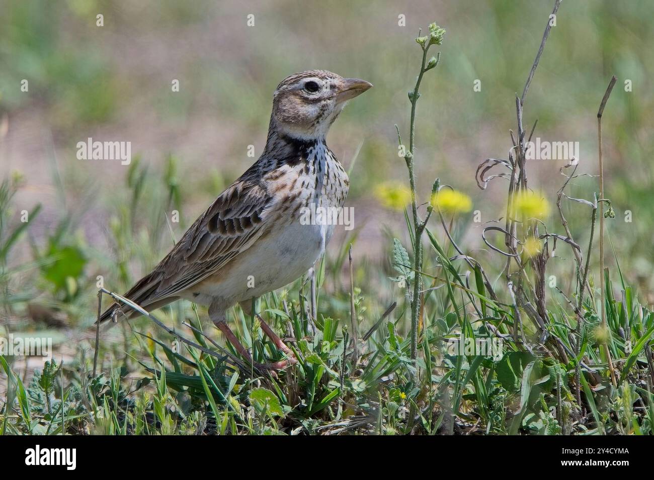 Calandra Lark, (Melanocorypha calandra), in a meadow in Spring, Georgia ...